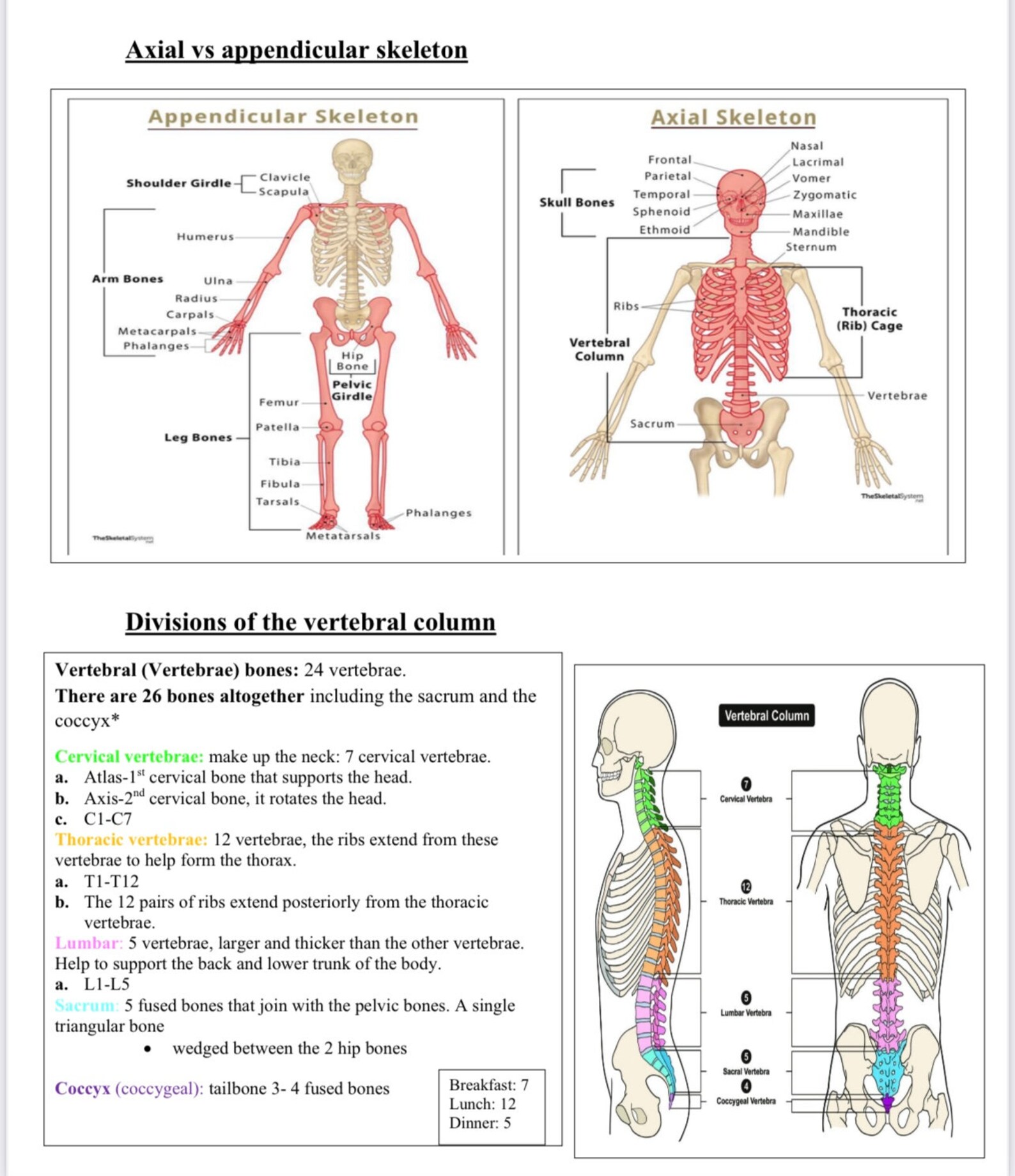 Anatomy and Physiology 1 Study Guide - Etsy