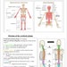 Anatomy and Physiology 1 Study Guide - Etsy