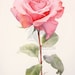 Printable Pink Rose Watercolor Painting, Botanical Wall Art, Digital ...