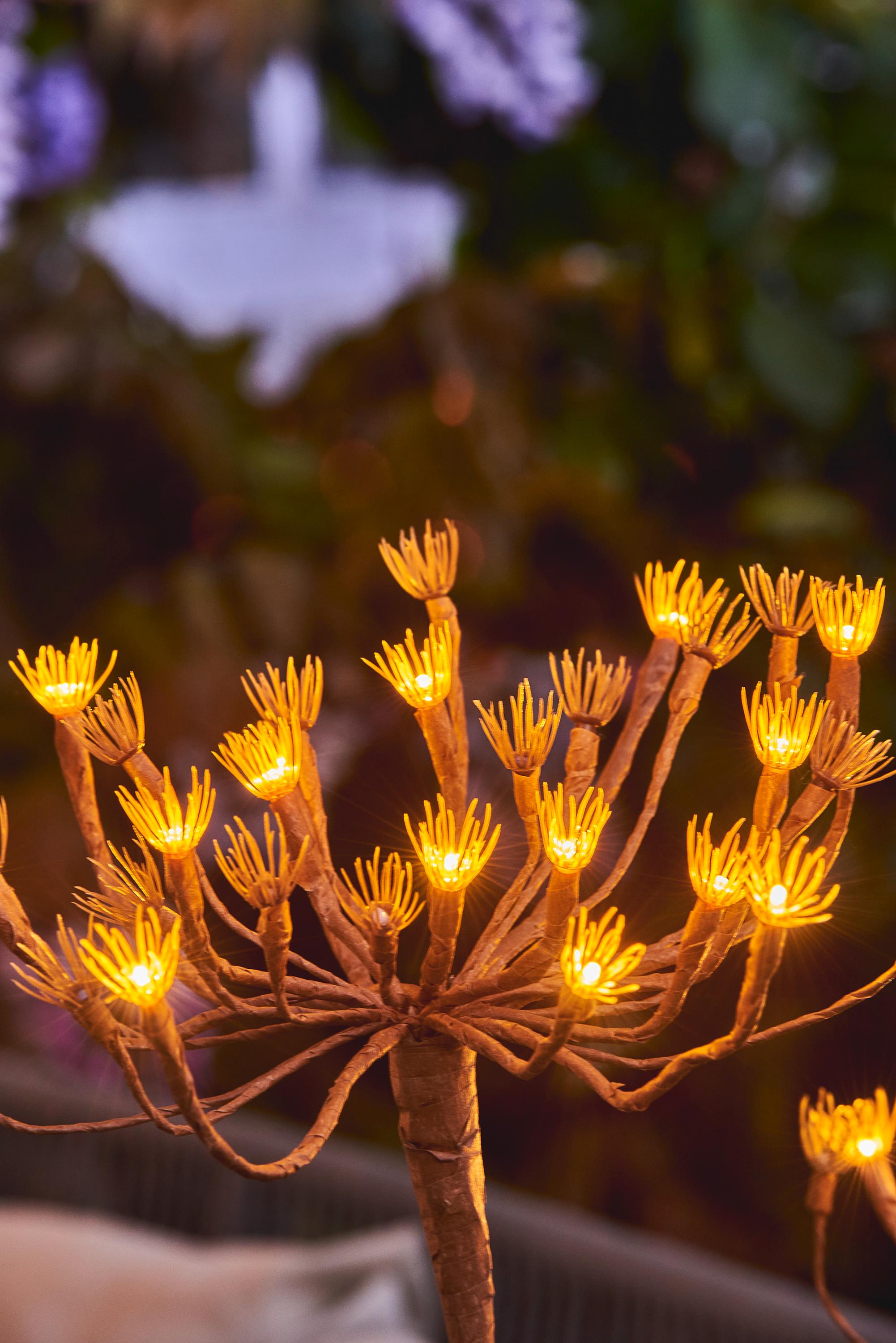 Solar Wild Fennel Light - Etsy Australia