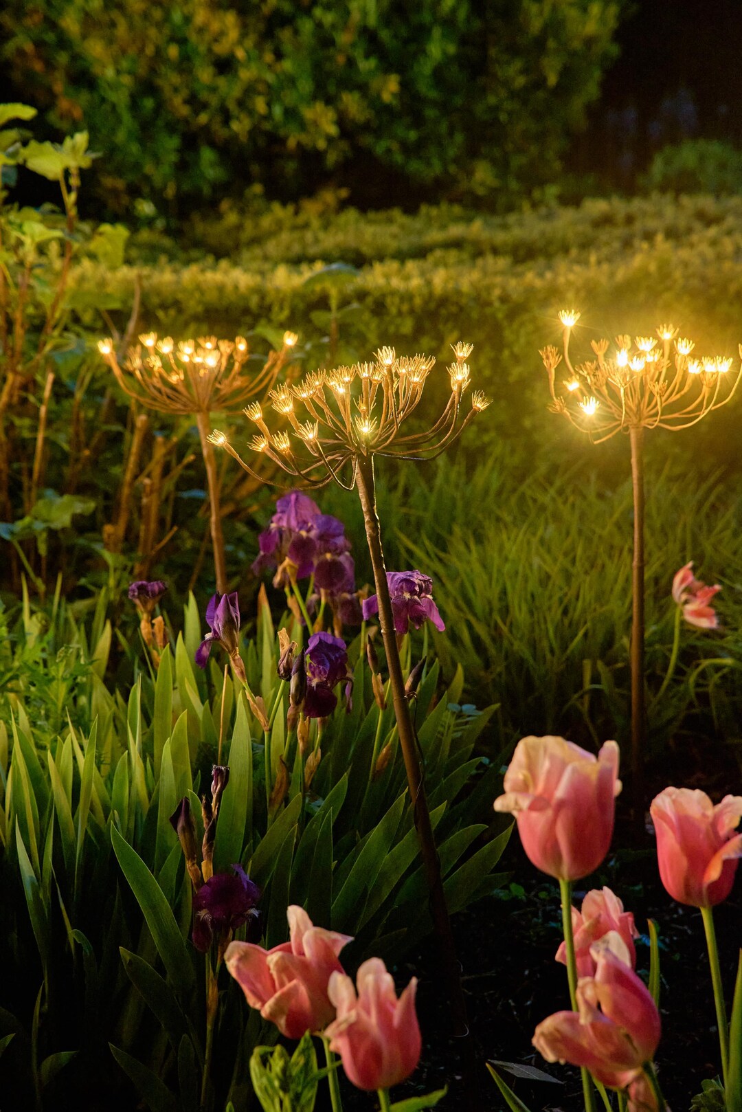 Solar Wild Fennel Light - Etsy Australia