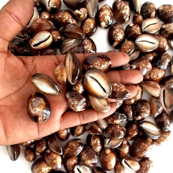 Natural Sea Shells - Etsy