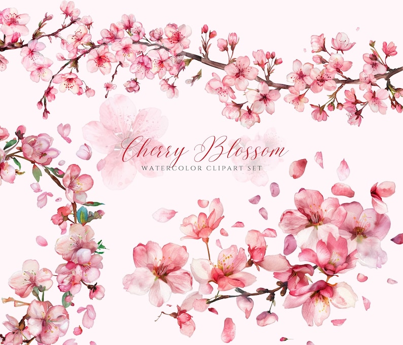 Watercolor Cherry Blossom Clipart: Spring Sakura Floral PNG (digital ...