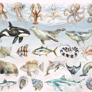Ocean Animals Clipart: 64 Marine Life PNG Graphics (digital Download ...