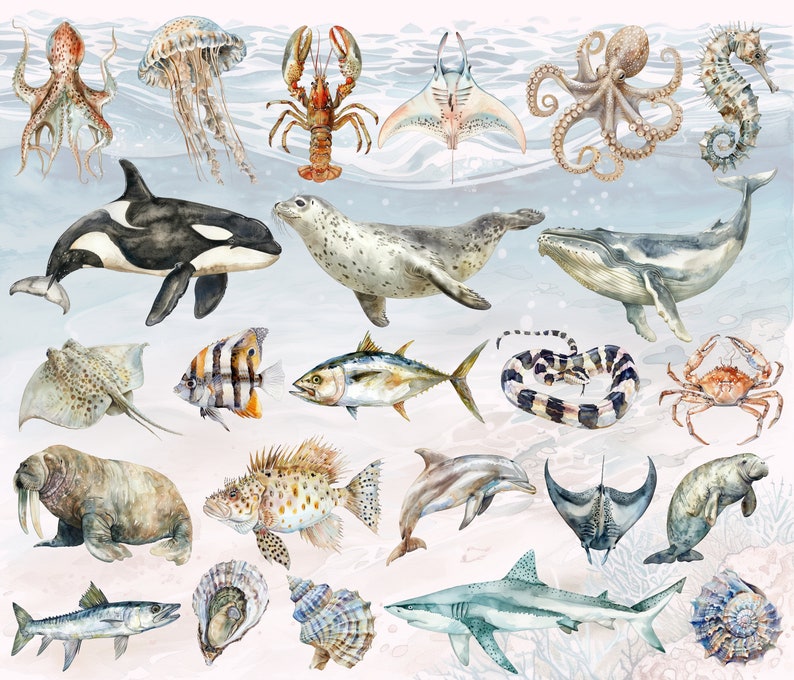 Ocean Animals Clipart: 64 Marine Life PNG Graphics (digital Download ...