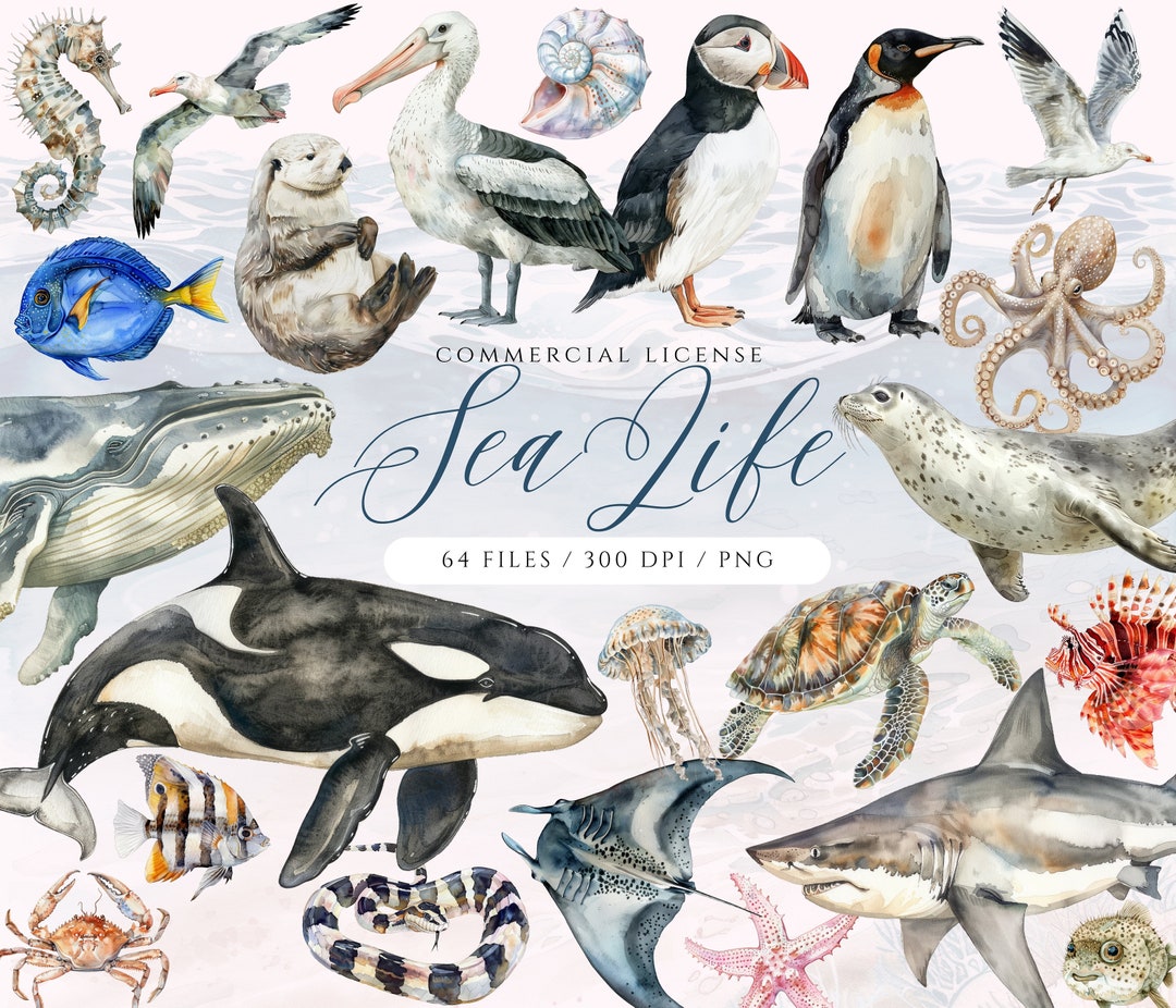 Ocean Animals Clipart: 64 Marine Life PNG Graphics (digital Download ...