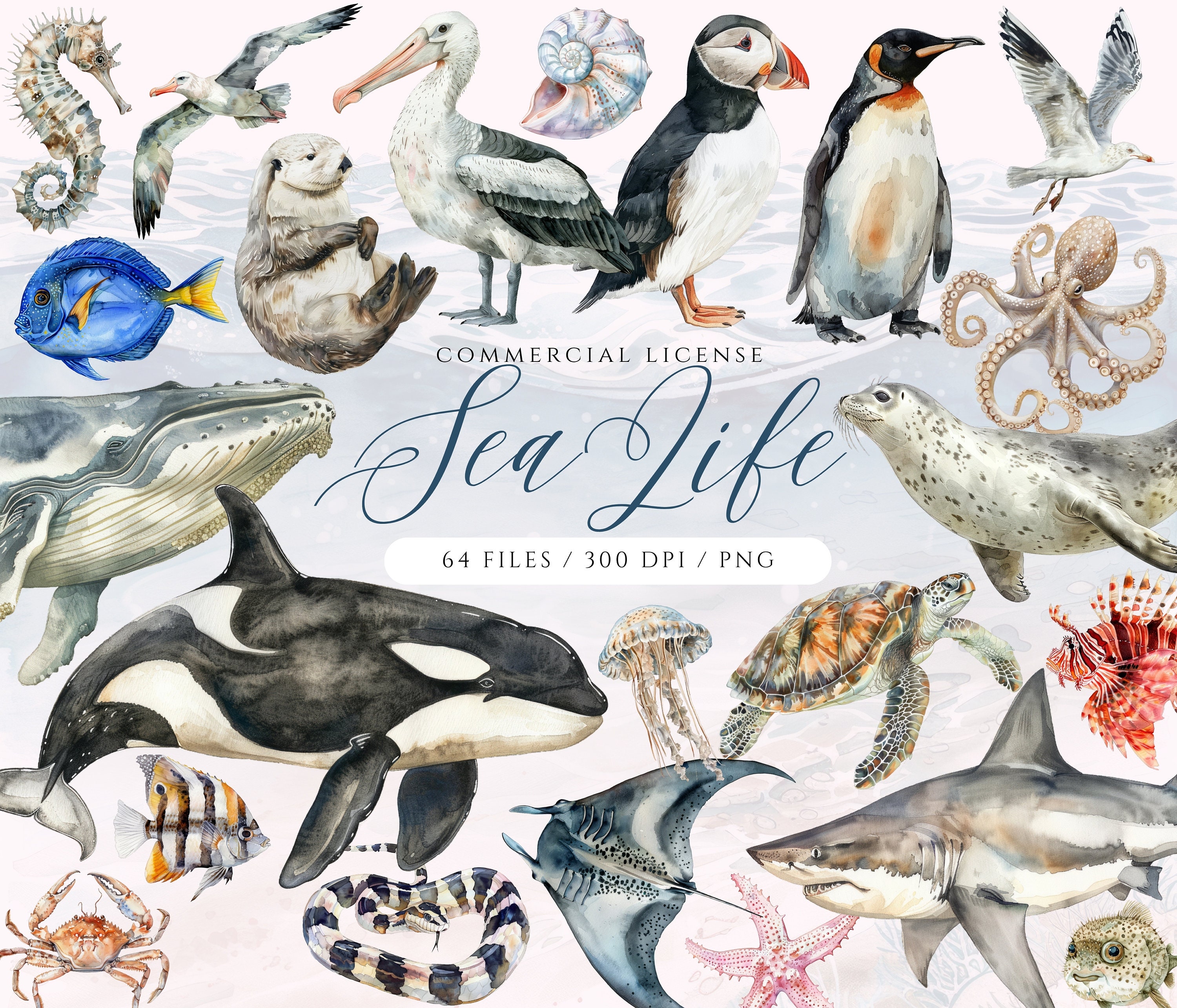 Ocean Animals Clipart: 64 Marine Life PNG Graphics (digital Download ...