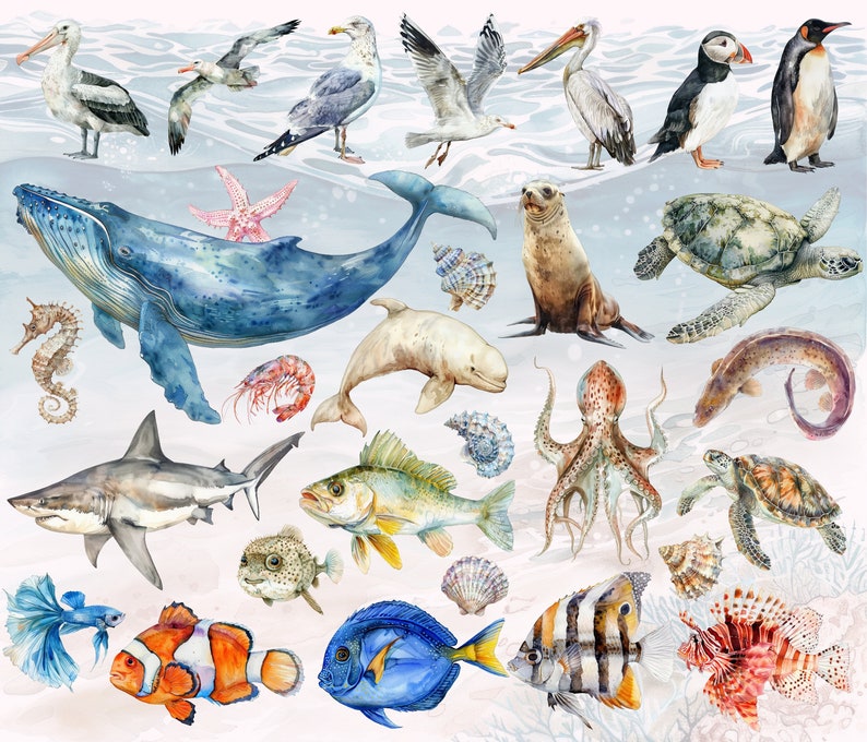 Ocean Animals Clipart: 64 Marine Life PNG Graphics (digital Download ...