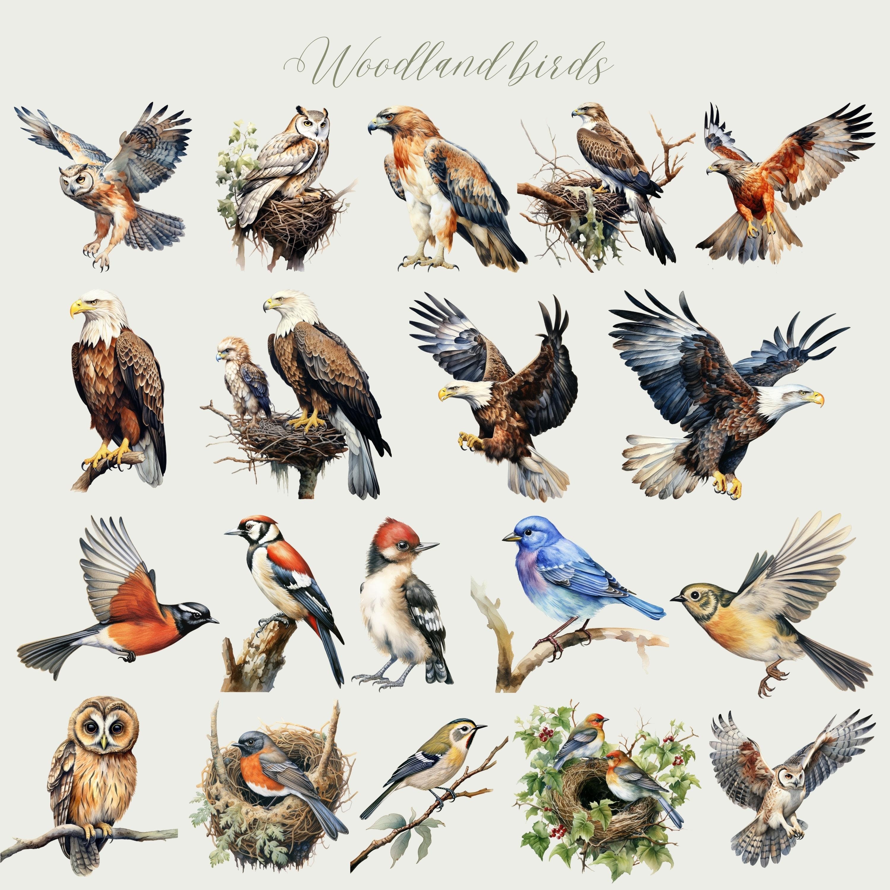 Watercolor Woodland Animals Clipart: 91 Forest PNG Graphics (digital ...