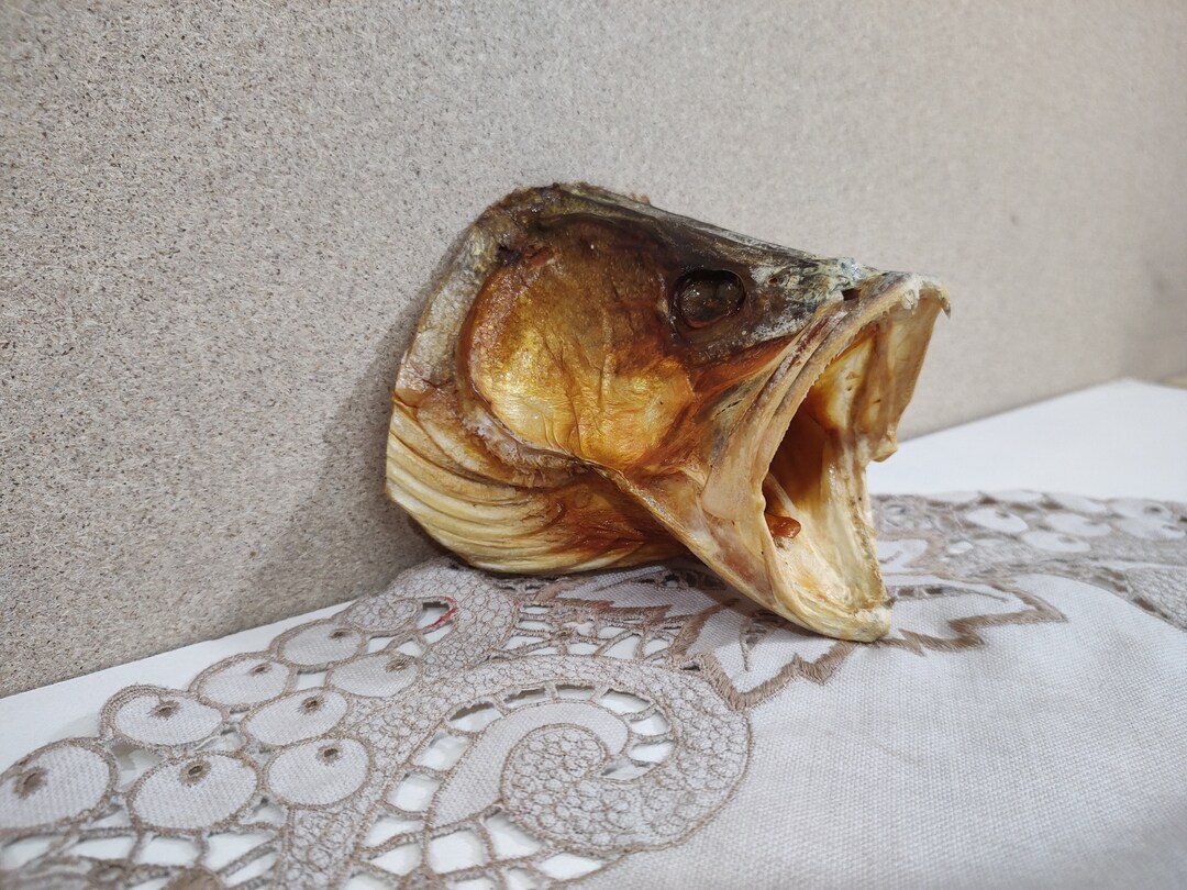 Vintage Taxidermy Fish Skull - Real Fish Taxidermy - Old Natural Pike ...