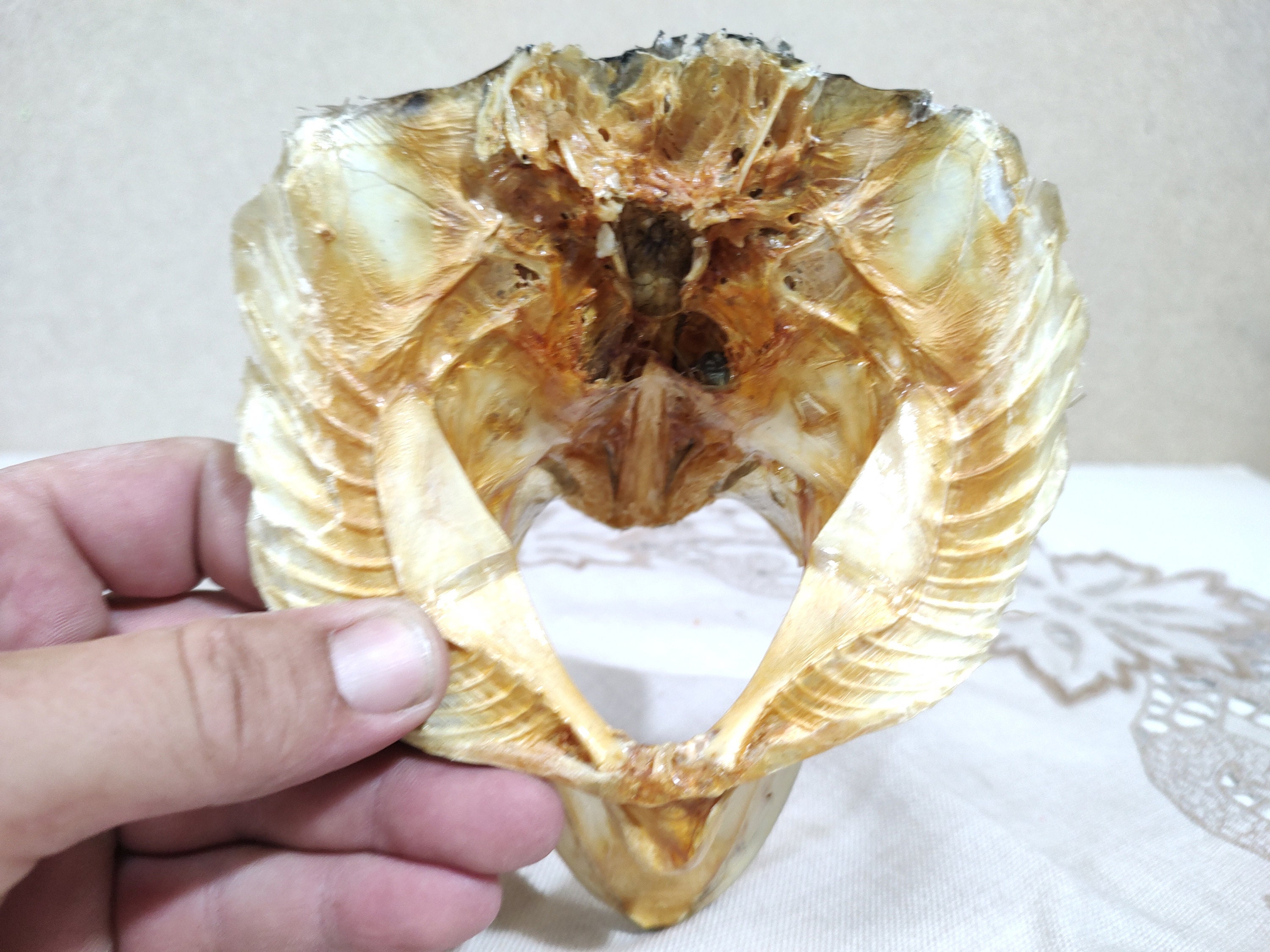 Taxidermy Fish Skull Natural Pike Head Big Dried Fish - Etsy