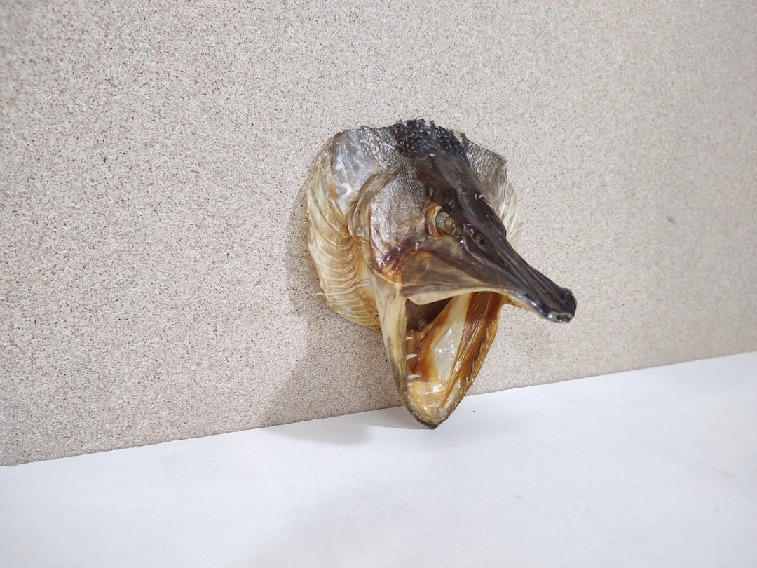 Taxidermy Fish Skull - Natural Pike Head - Big Dried Fish Skull - Real ...