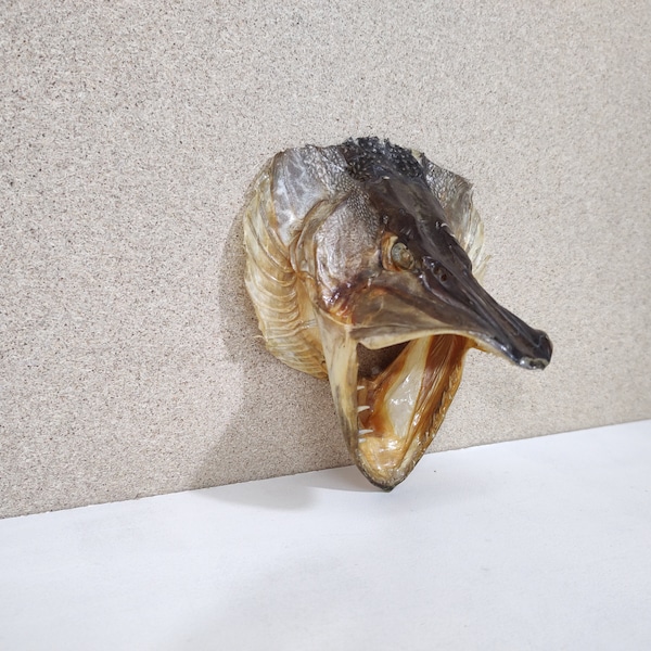 Fish Head - Etsy