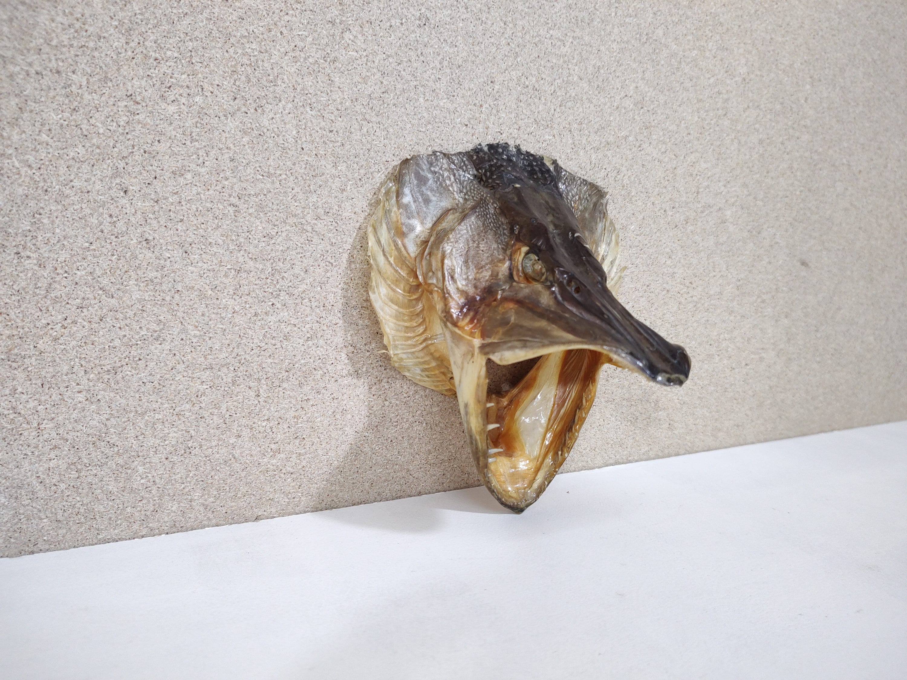 Taxidermy Fish Skull - Natural Pike Head - Big Dried Fish Skull - Real ...