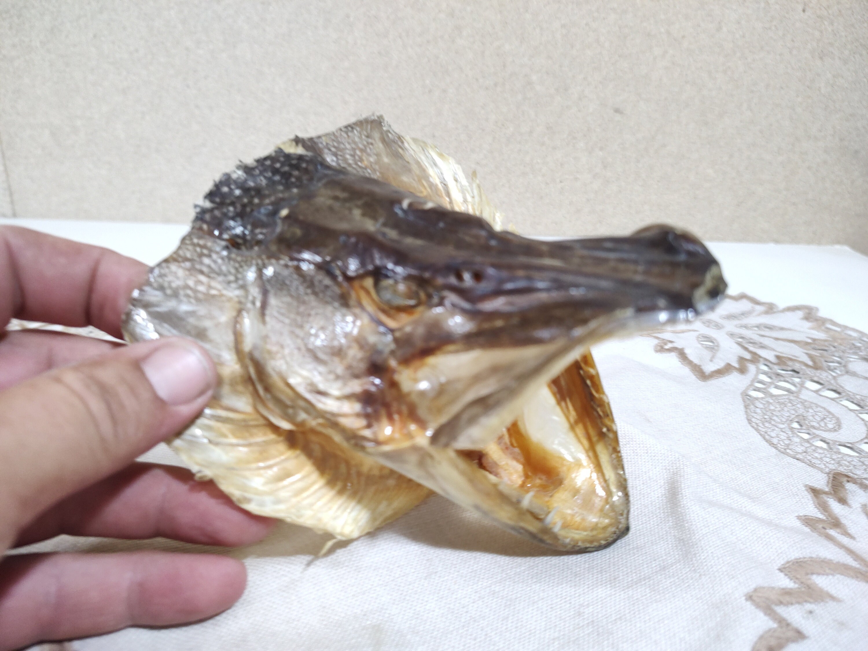 Taxidermy Fish Skull Natural Pike Head Big Dried Fish - Etsy
