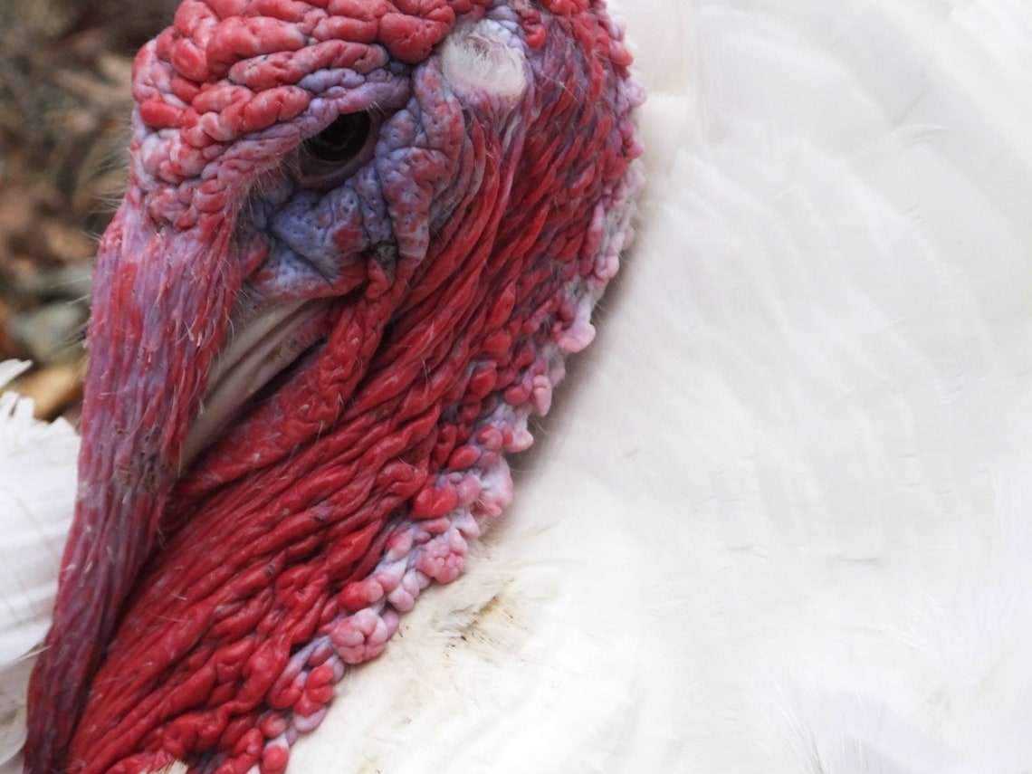 Broad Breasted White Turkey - Etsy