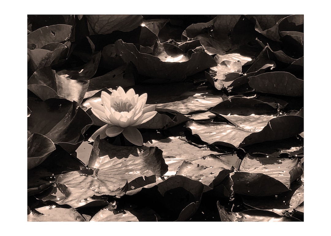 Lotus Flower, Digital Art Printable, Digital Download, - Etsy