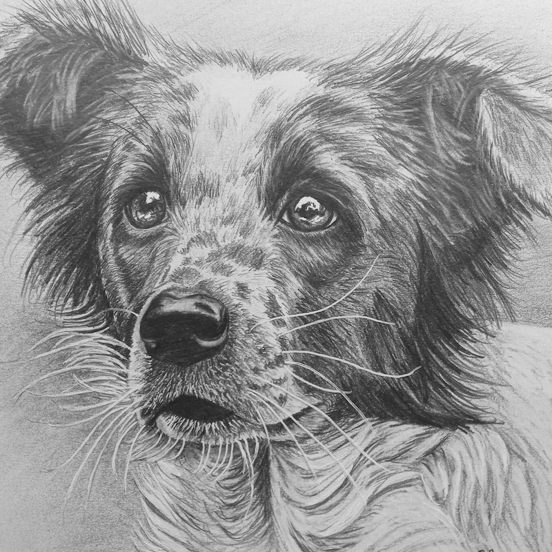 Custom Pet Drawing - Etsy
