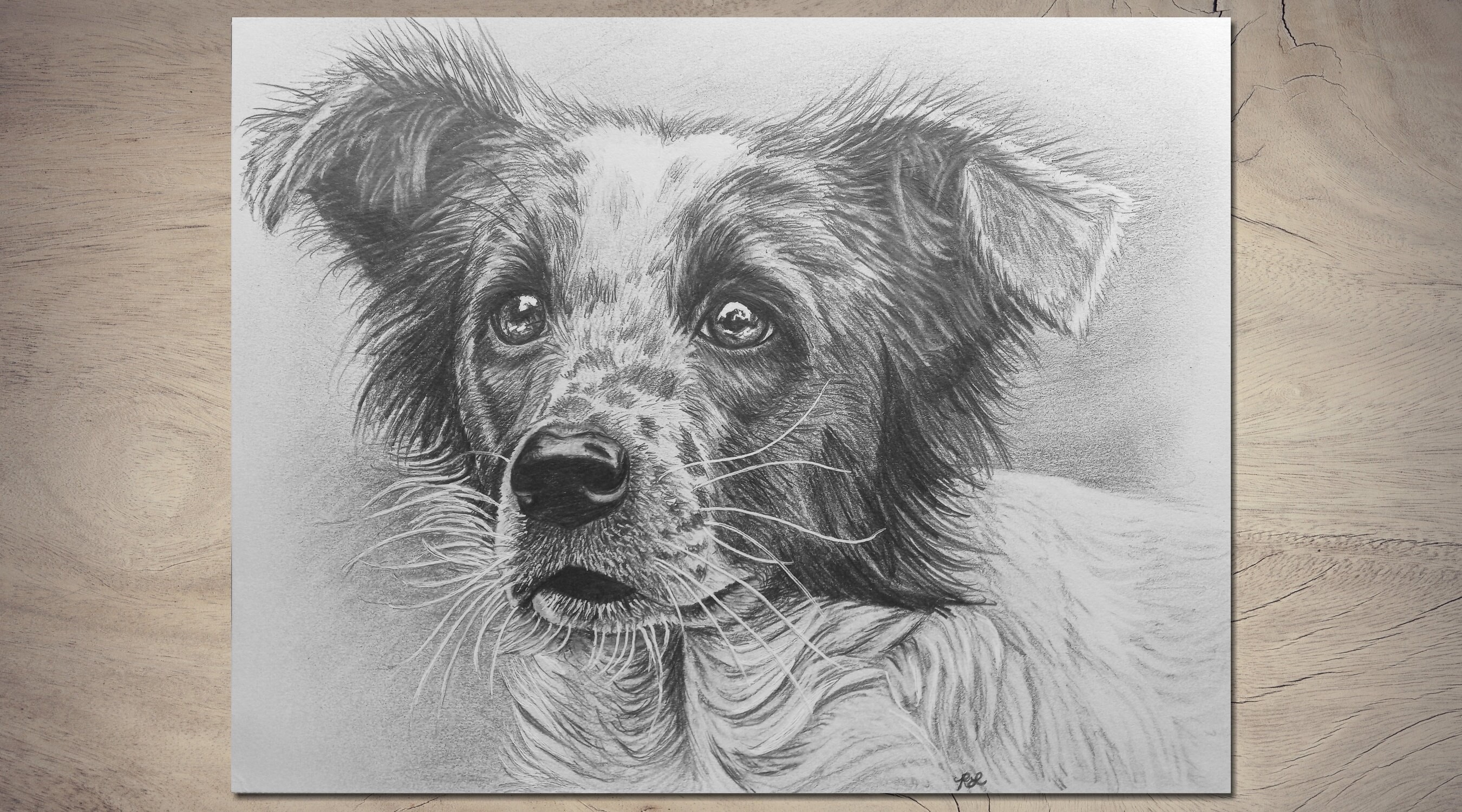 Charcoal Drawings Of Dogs