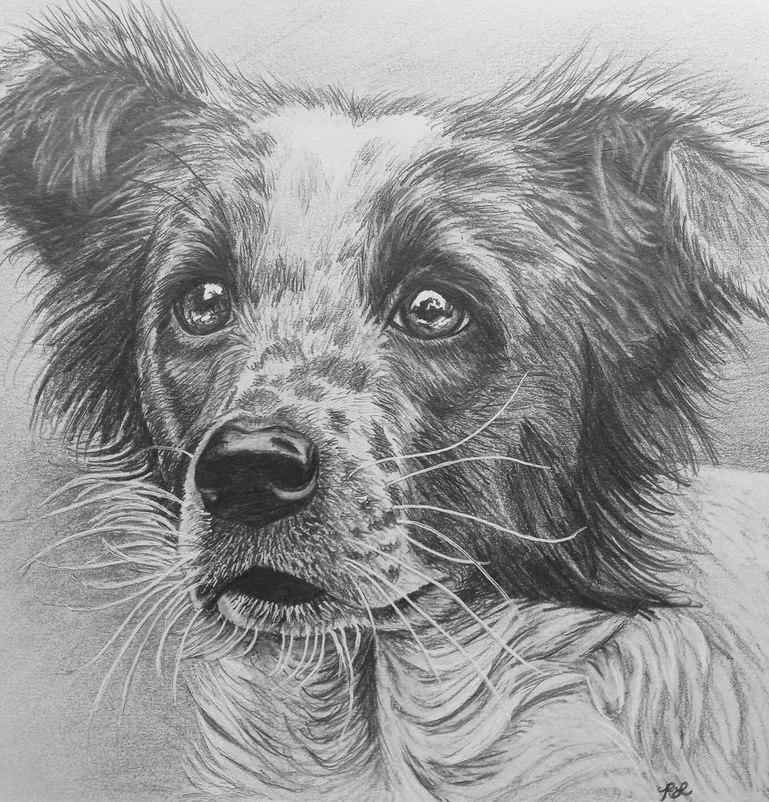 Custom Pet Portraits: Personalized Hand-drawn Pencil or Charcoal ...