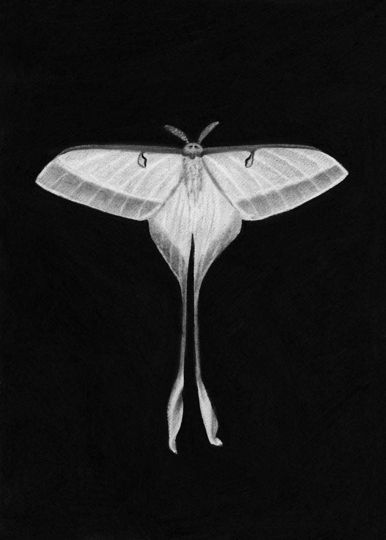 Scientific Moon Luna Moth Print Illustration Boho Moth Print Gothic Art ...