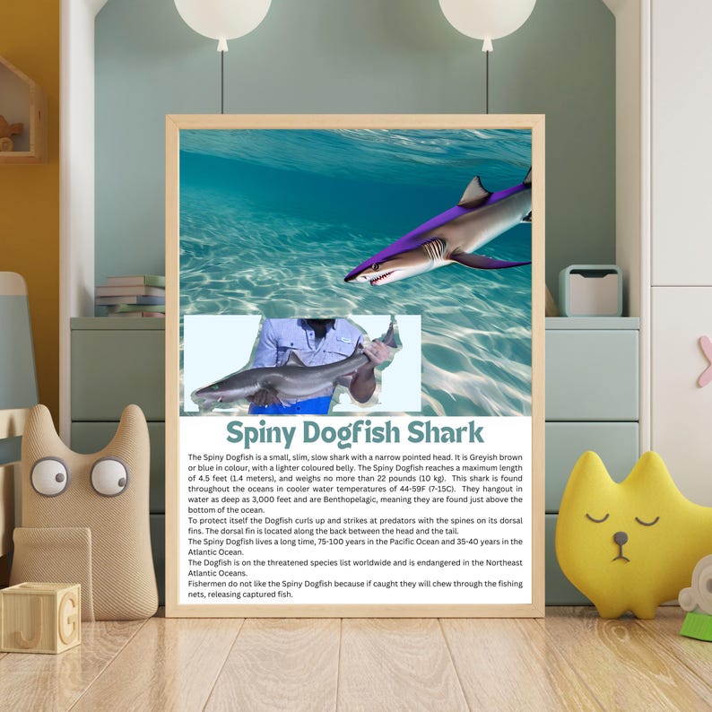 Spiny Dog Fish Shark, Small Sharks, Dog Fish Sharks, Fun and ...