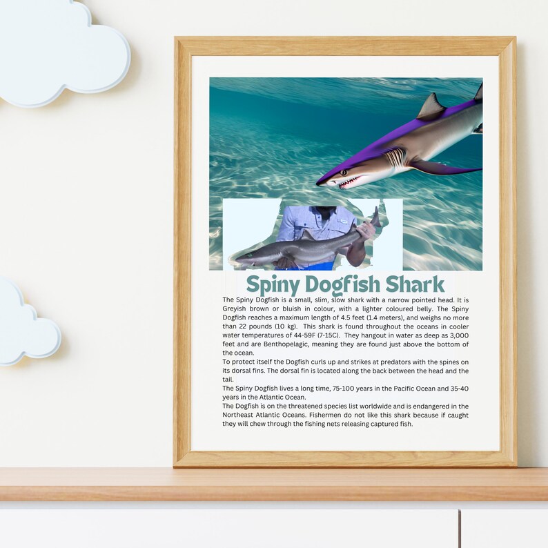 Spiny Dog Fish Shark, Small Sharks, Dog Fish Sharks, Fun and ...