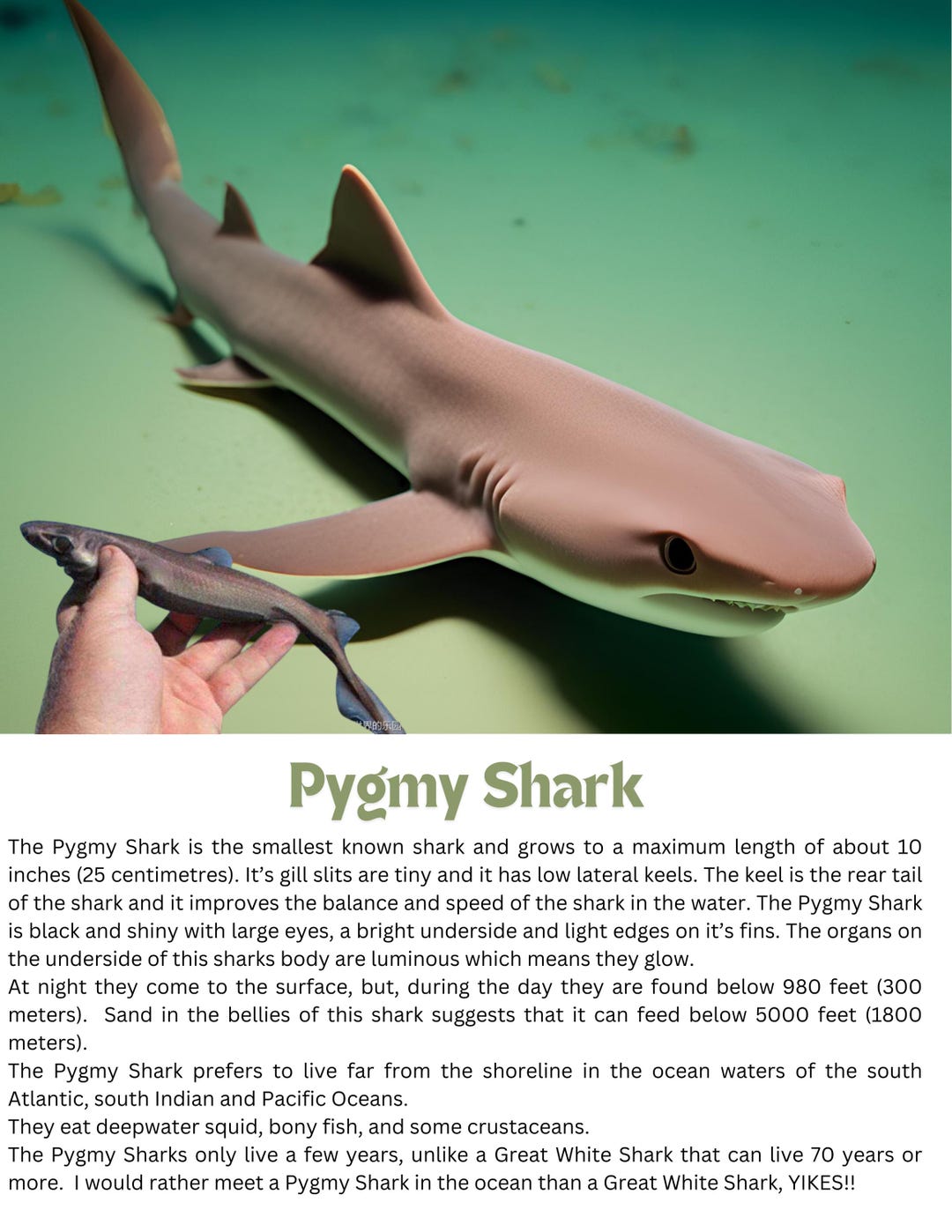 Pygmy Shark, Shark Wall Art, Shark Digital Download, Sharks for ...