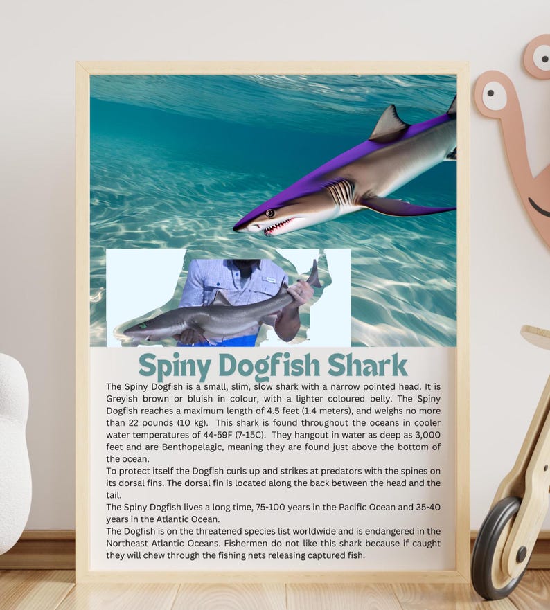 Spiny Dog Fish Shark, Small Sharks, Dog Fish Sharks, Fun and ...