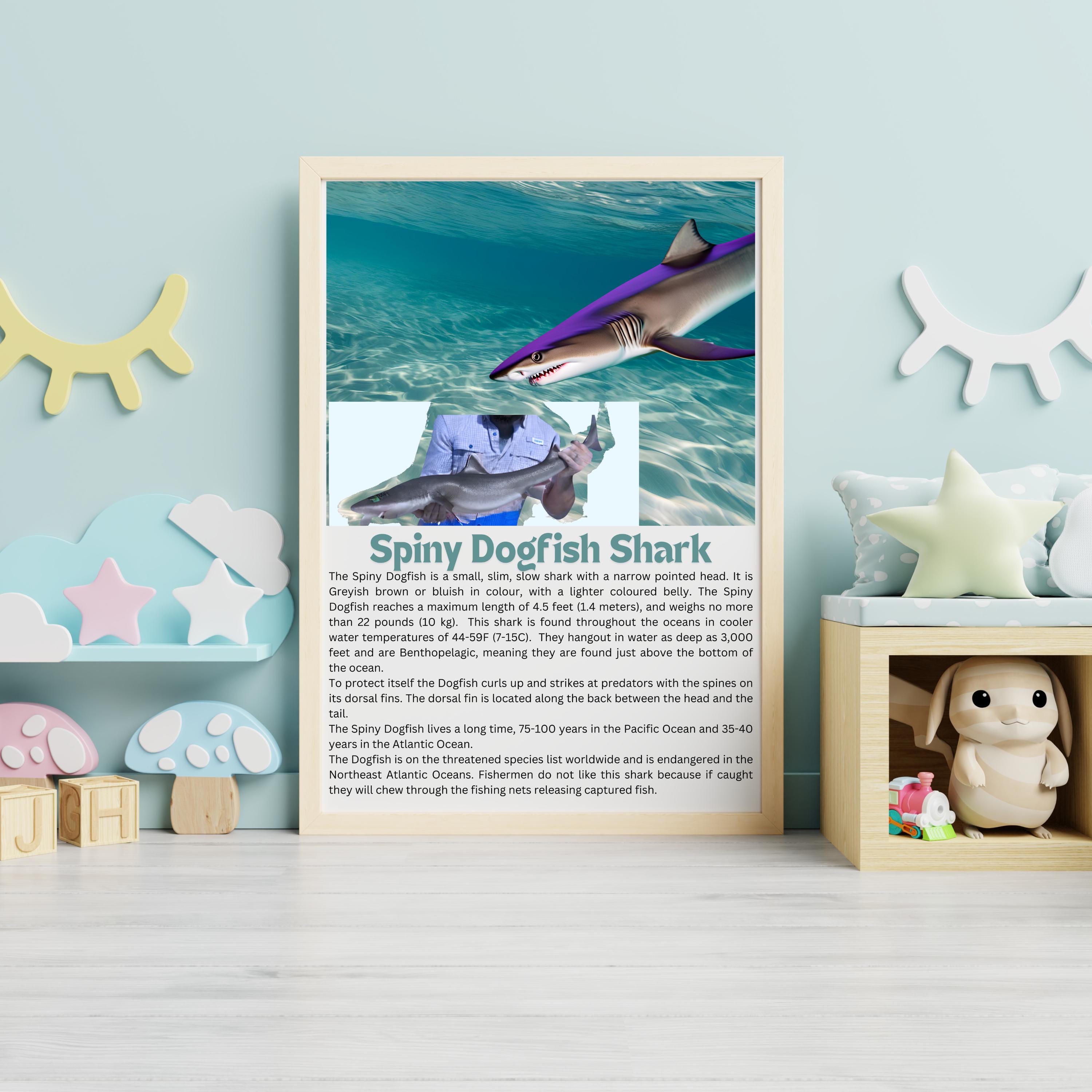 Spiny Dog Fish Shark, Small Sharks, Dog Fish Sharks, Fun and ...