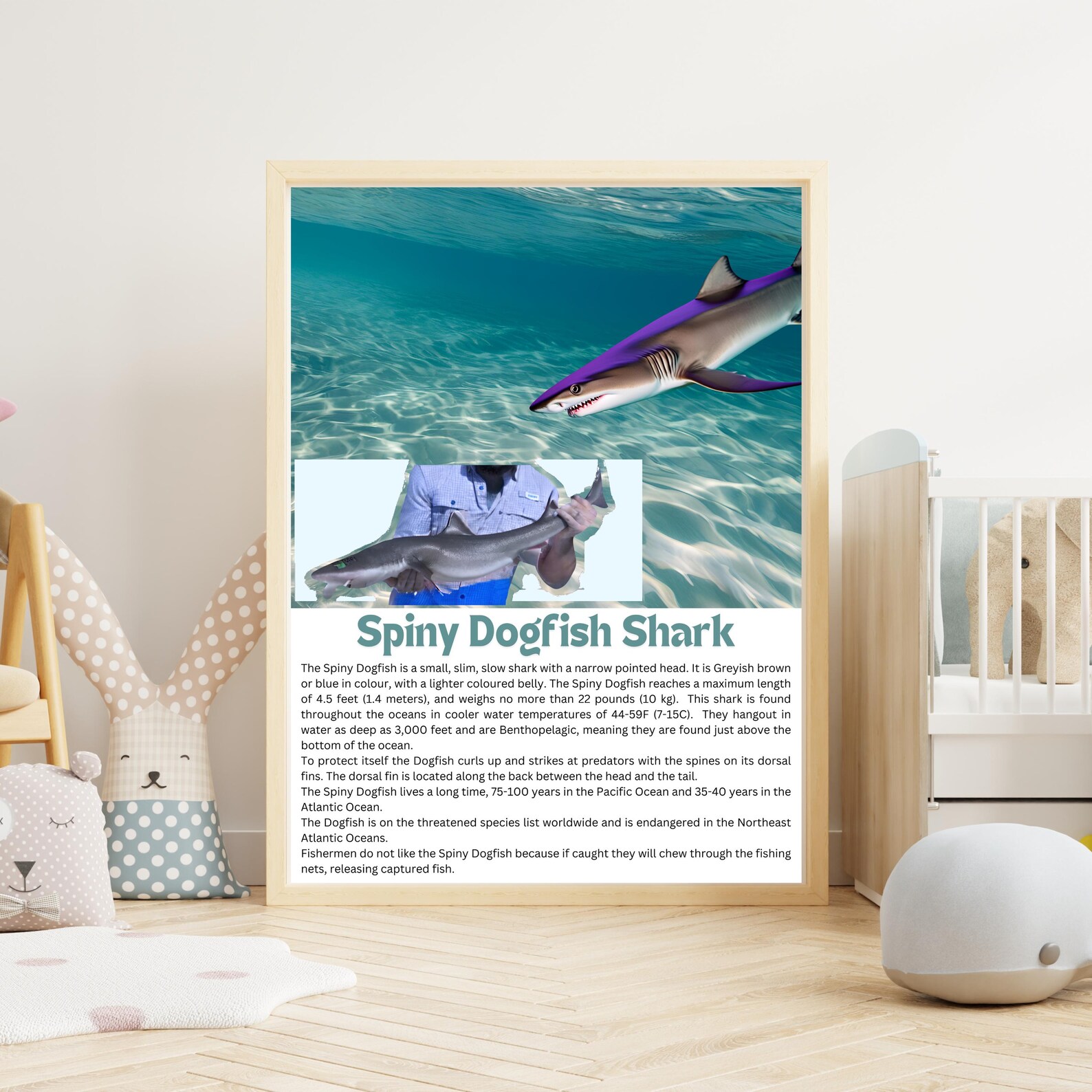 Spiny Dog Fish Shark, Small Sharks, Dog Fish Sharks, Fun and ...