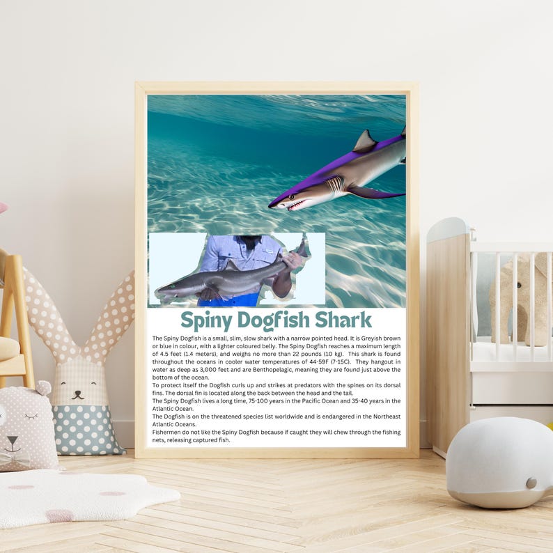 Spiny Dog Fish Shark, Small Sharks, Dog Fish Sharks, Fun and ...