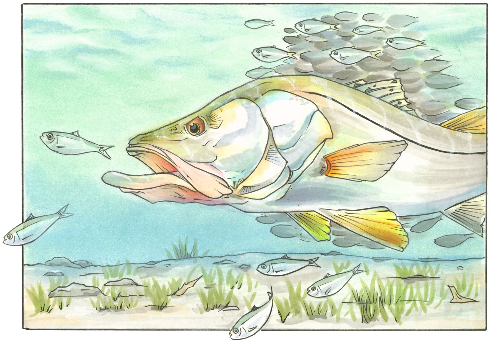 Snook Inhaling Pilchard- Marine Fine Art Print - Etsy