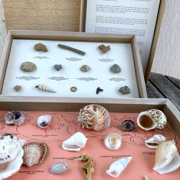 Shell Souvenirs - Etsy