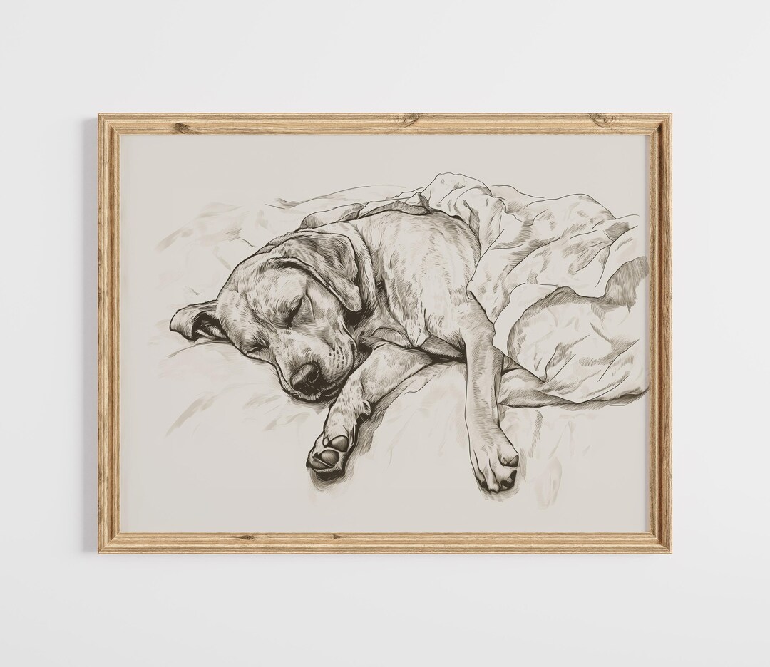 Labrador Sketch Print, Vintage Dog Wall Art, Labrador Sleeping Drawing ...