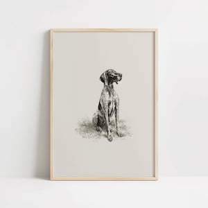 GSP Sketch Print: Vintage German Shorthaired Pointer Wall Art ...