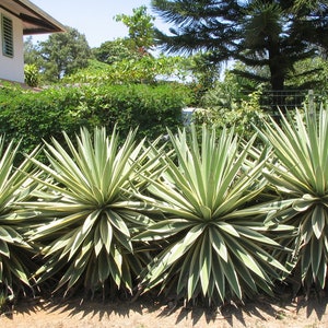Agave Angustifolia Plant, Caribbean Agave Plant ( 1 Starter Plant ...