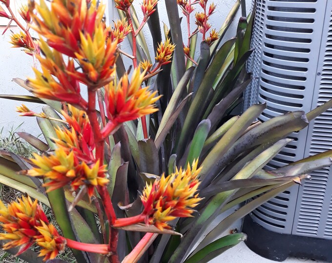 Exotic Big Purple Bromeliads 1 Starter Plant - Etsy