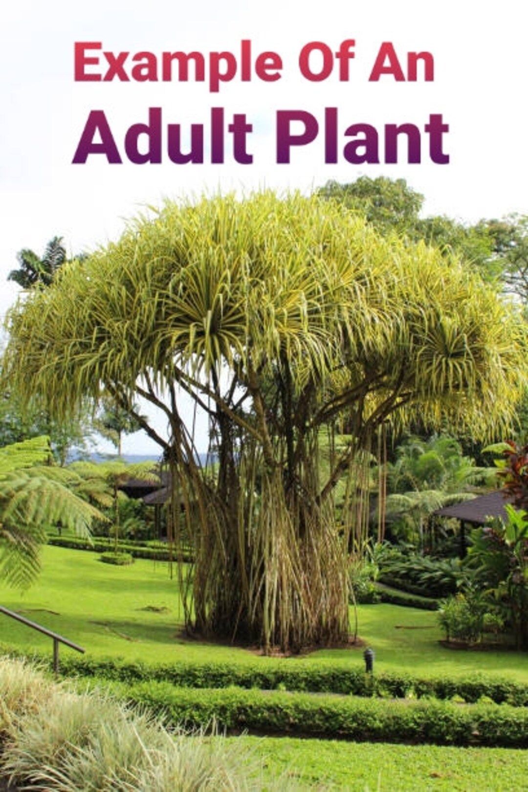 Spineless Variegated Tropical Pandanus Tree ( 1 Tree Between 32 and 36 ...