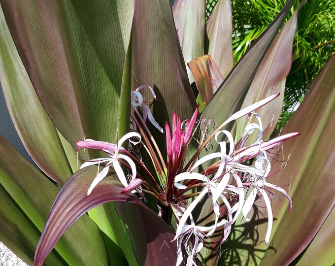 Queen Emma Plant, Crinum Lily Plant - Etsy