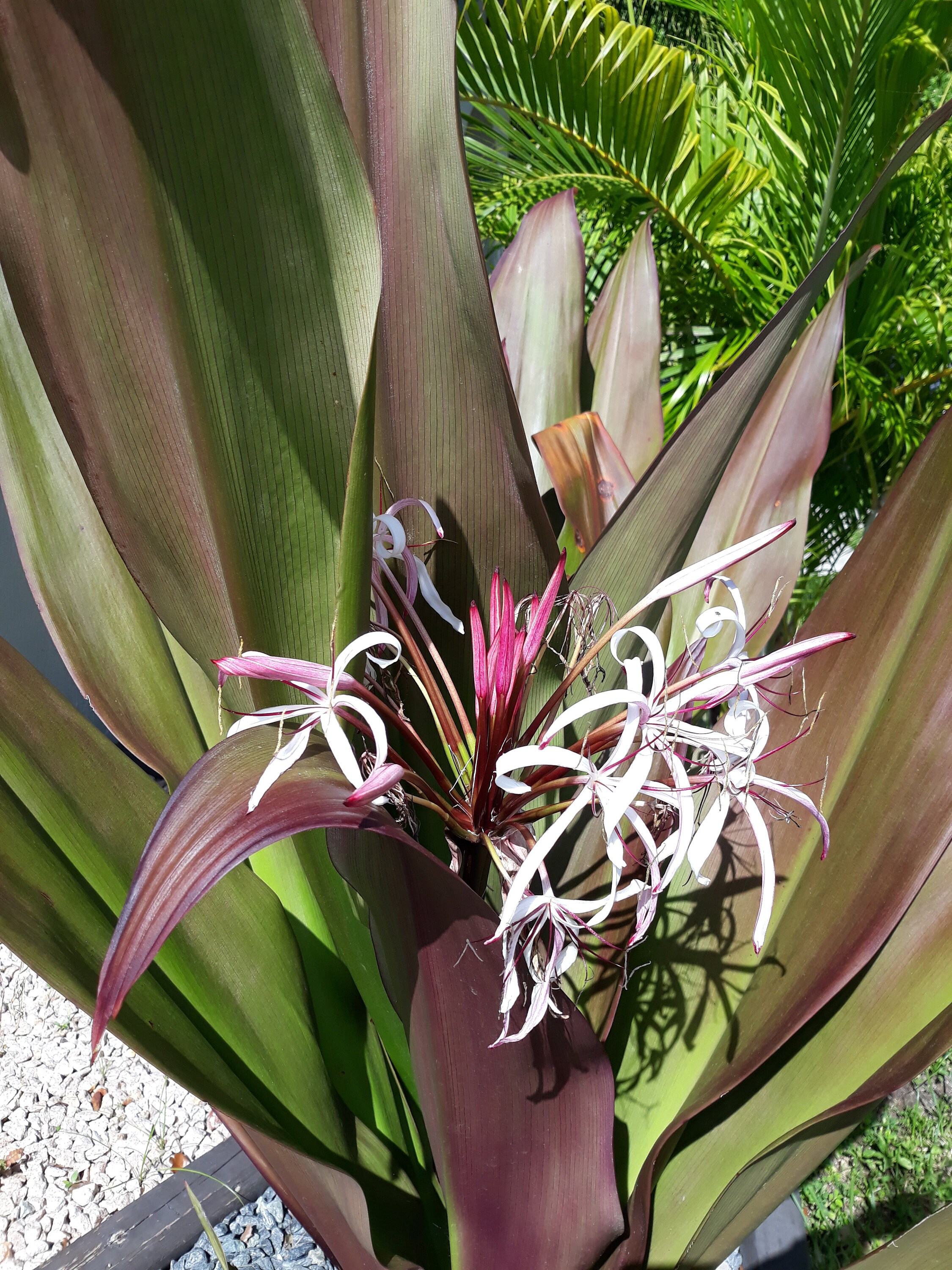 Queen Emma Plant, Crinum Lily Plant - Etsy