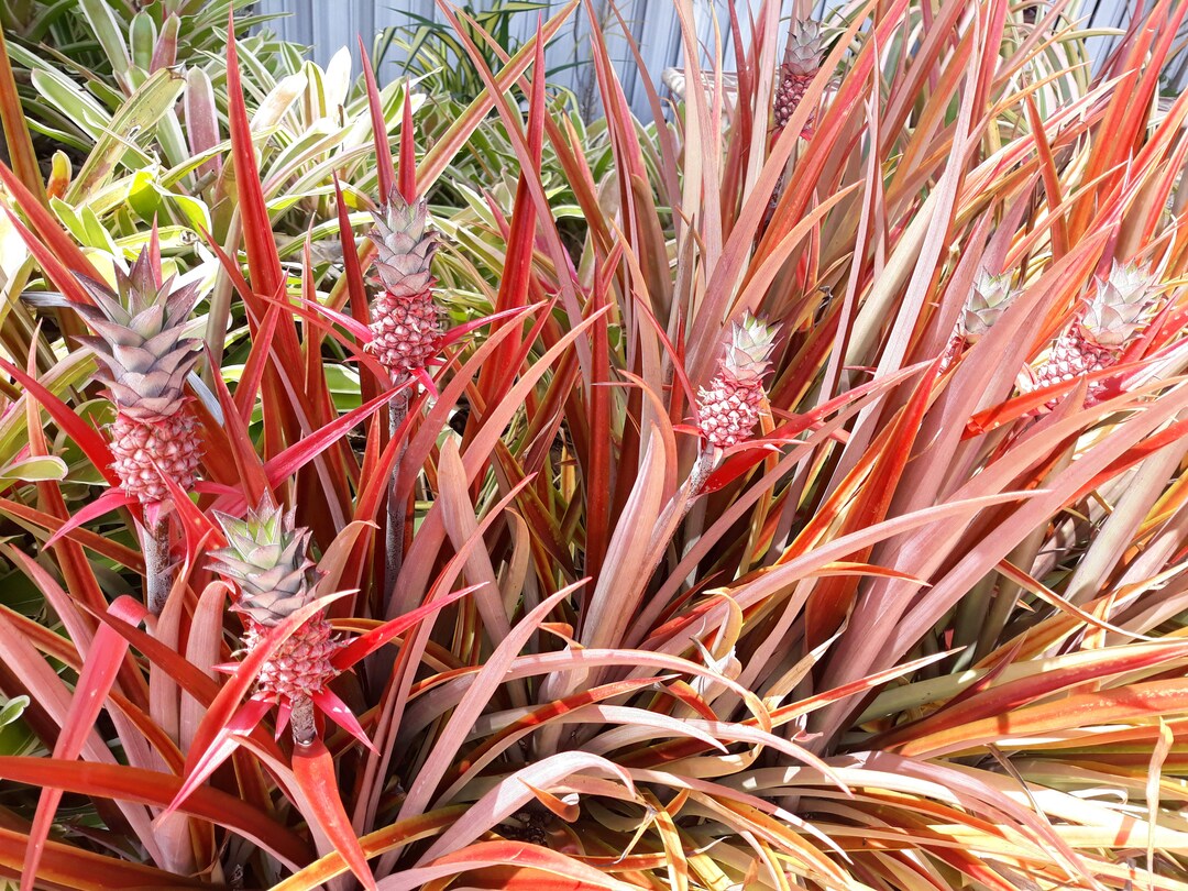 Buy 1 Get 1 Free - Red Pineapple Plant ( 1 Large Plant Between 18 ...