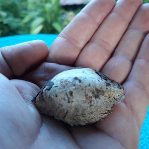 Tropical Almond Seeds,terminalia Catappa ( 10 Seeds ) - Etsy