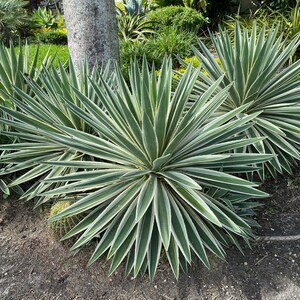 Agave Angustifolia Plant, Caribbean Agave Plant ( 1 Starter Plant ...