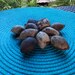 Tropical Almond Seeds,terminalia Catappa ( 10 Seeds ) - Etsy