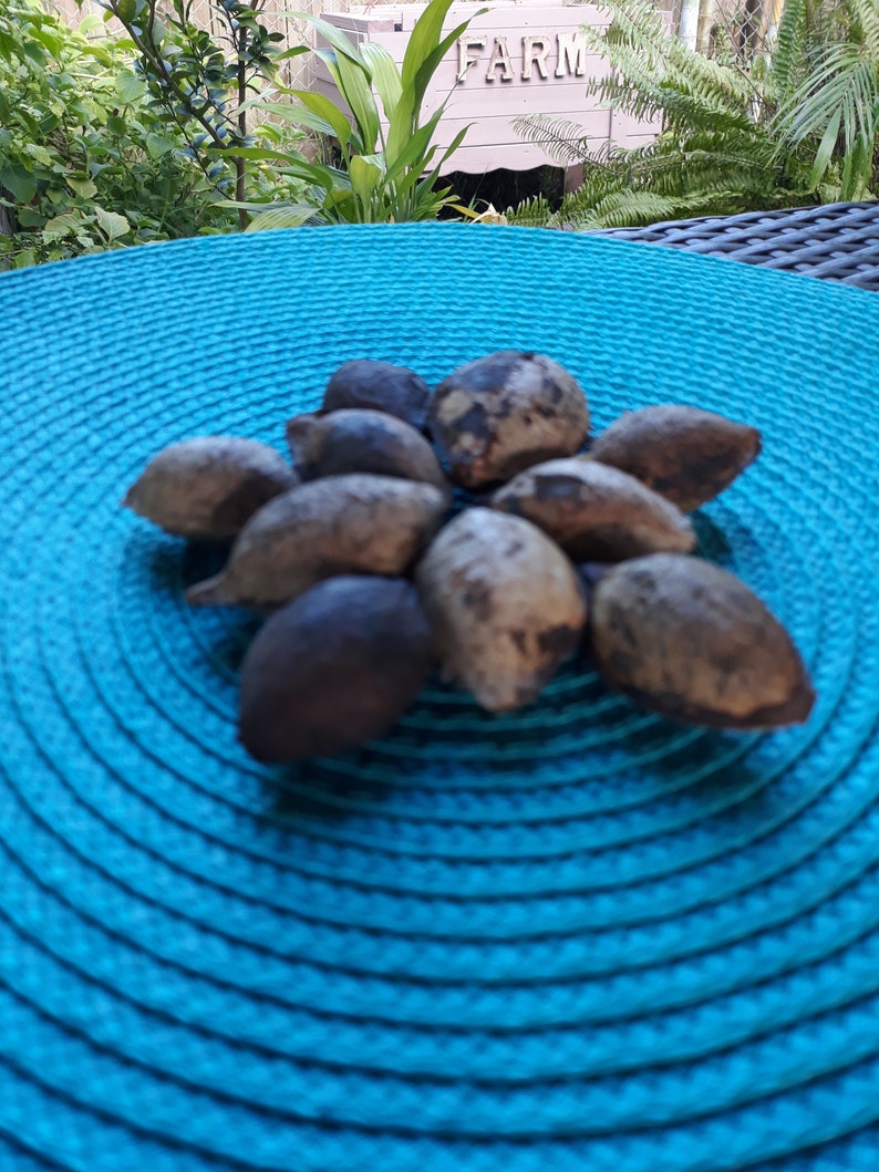 Tropical Almond Seeds,terminalia Catappa ( 10 Seeds ) - Etsy