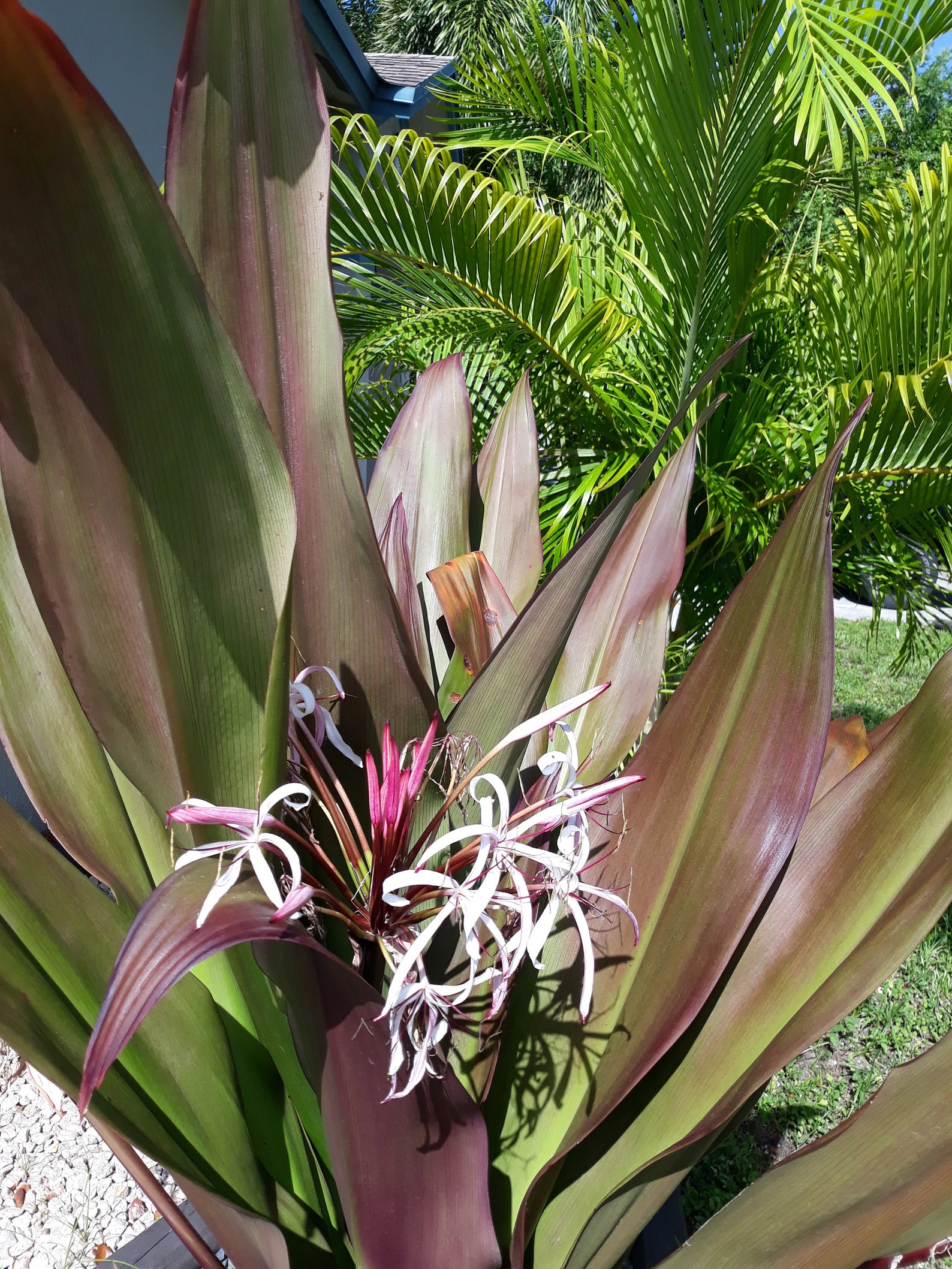 Queen Emma Plant, Crinum Lily Plant - Etsy