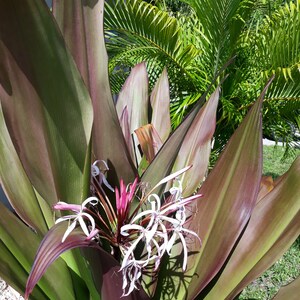 Queen Emma Plant, Crinum Lily Plant - Etsy