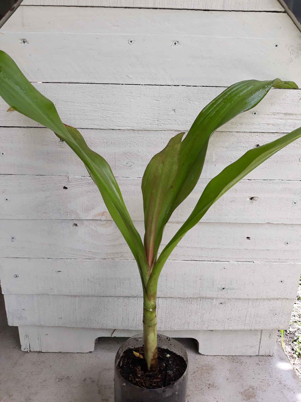 Queen Emma Plant, Crinum Lily Plant - Etsy