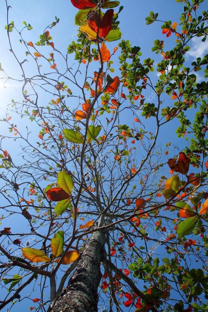 Tropical Almond Seeds,terminalia Catappa ( 10 Seeds ) - Etsy